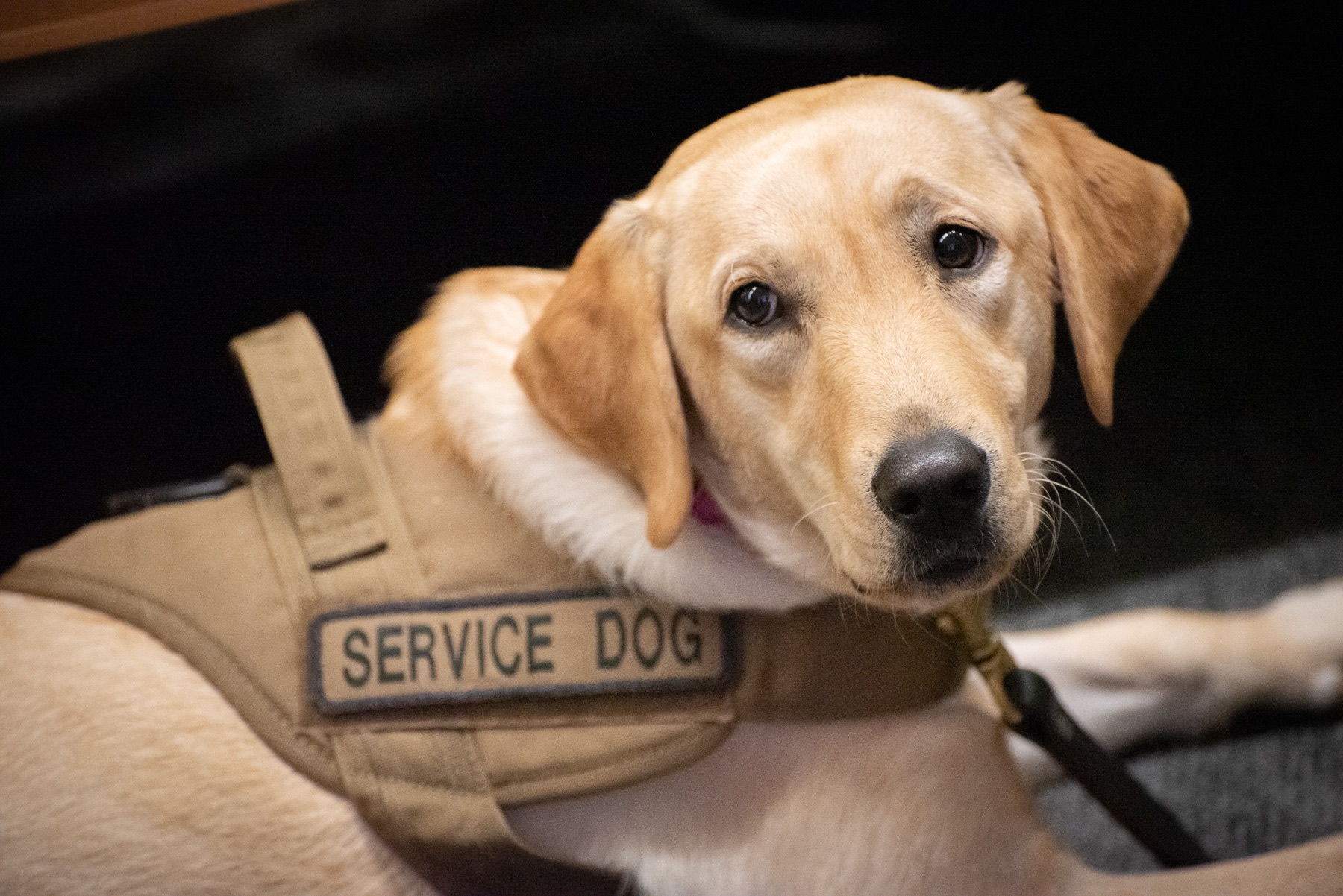 Tails of Joy: Maggie’s Compassion Visit | Jefferson Health