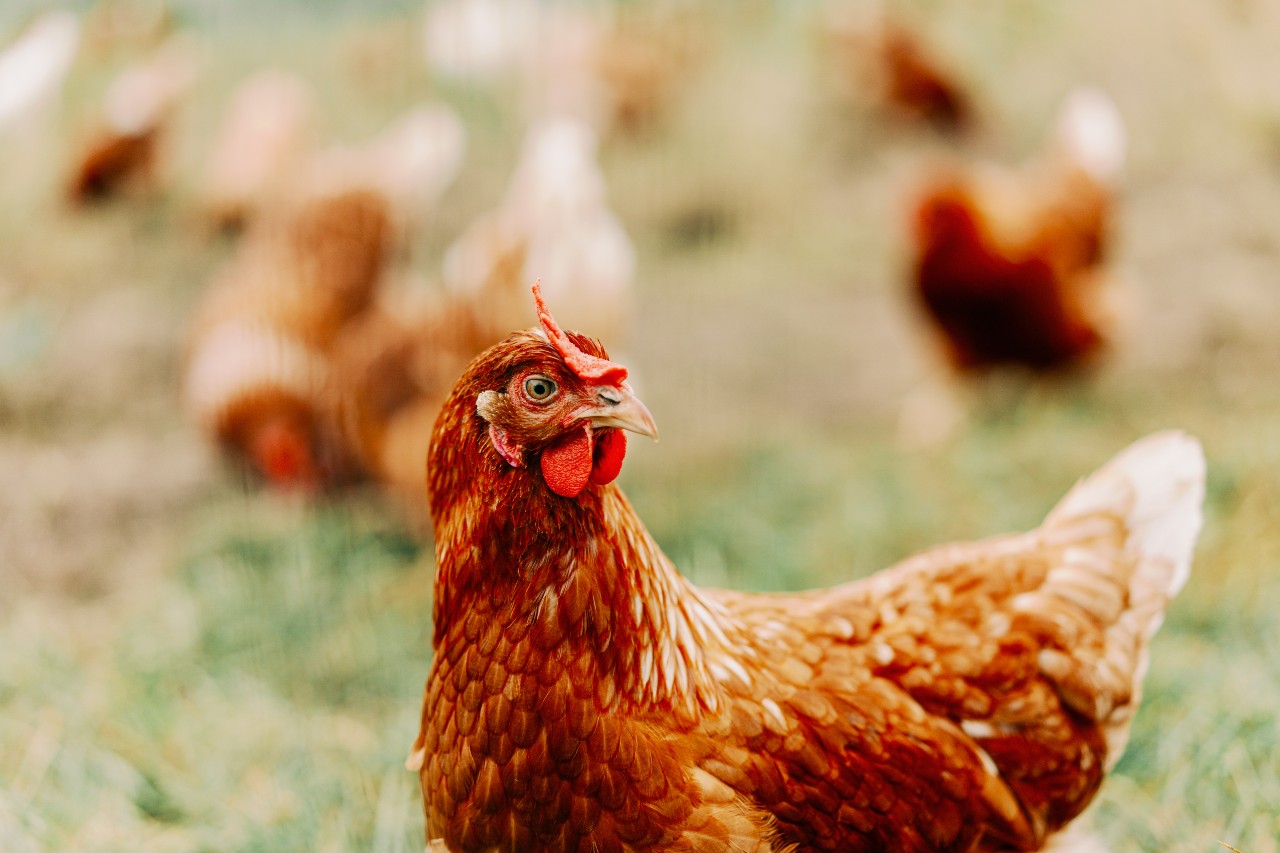 How Avian Flu Spreads and Ways to Protect Yourself | Jefferson Health